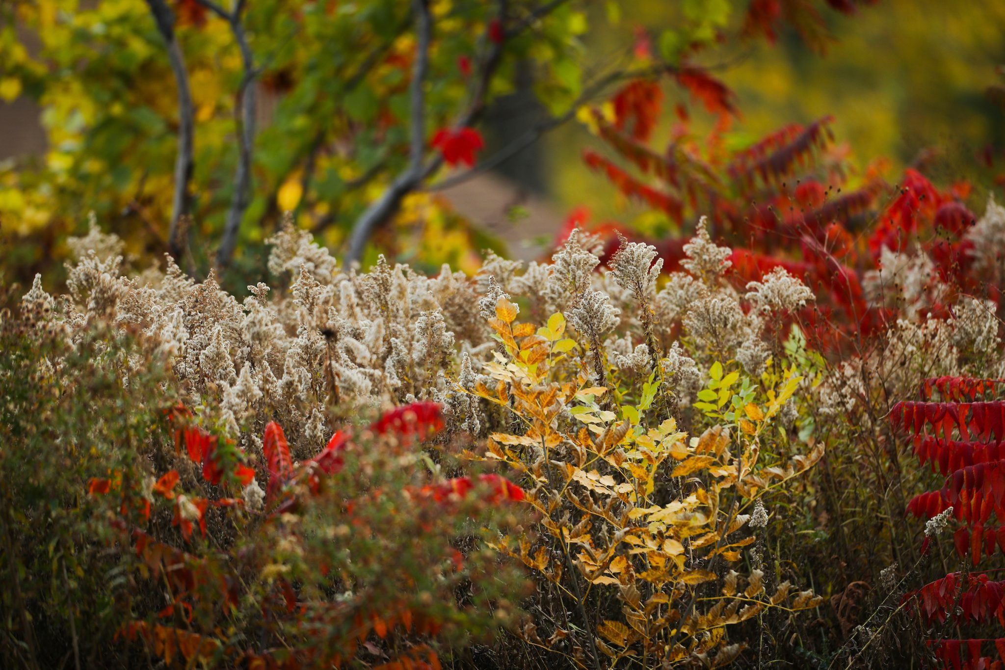 Fall 2025 Courses – Office of Online Student Success (OSS) – UW–Madison